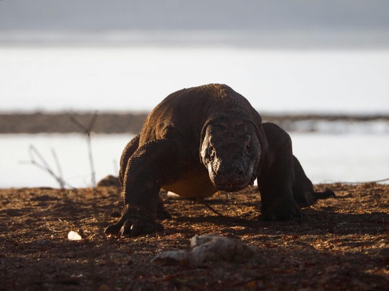 The Enigmatic Komodo Dragon: Walking Among Prehistoric Legends - The ...